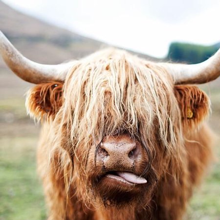 Is There an OX in Your Stable? | Defeating Mediocrity